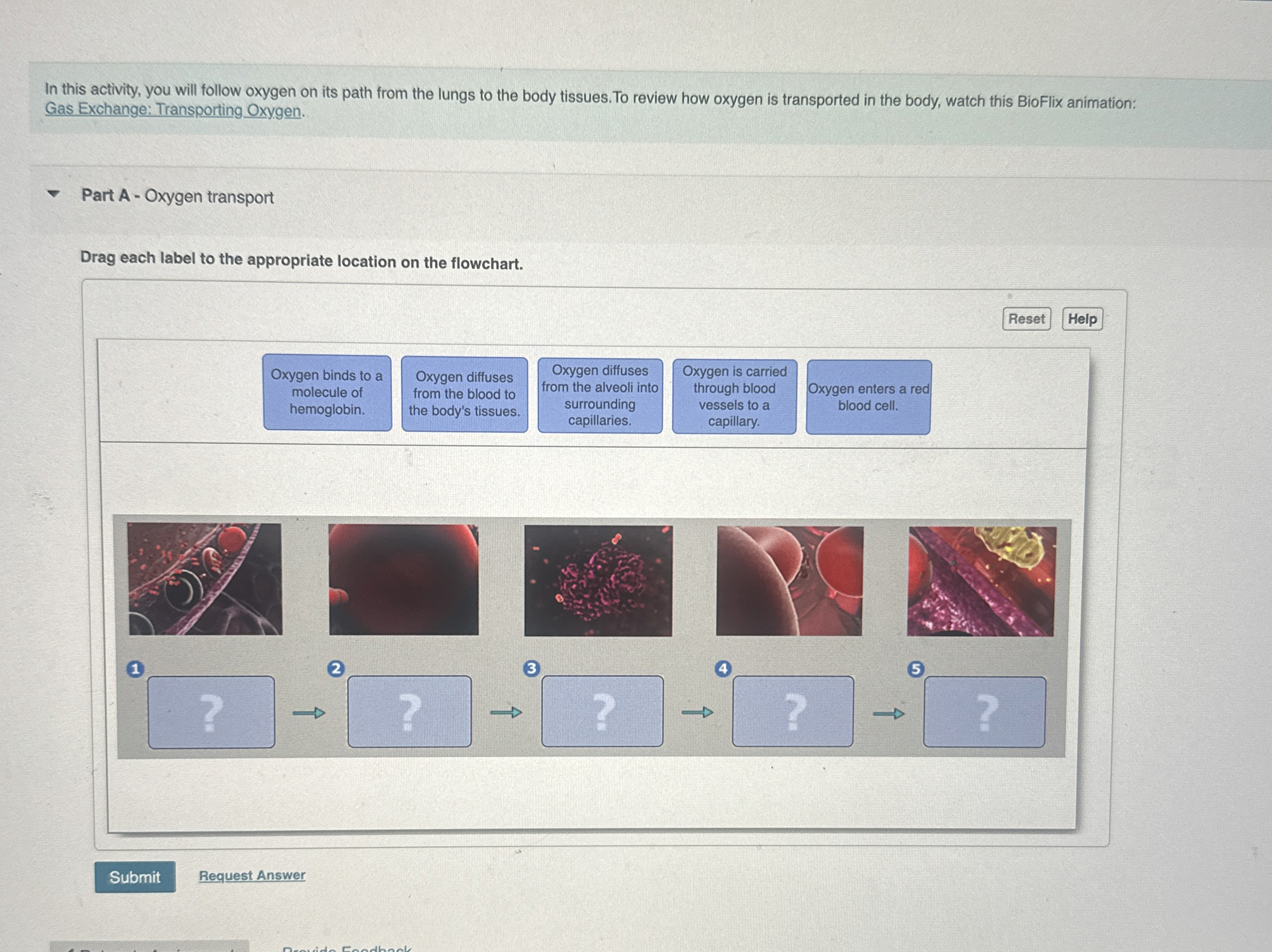 Solved In this activity, you will follow oxygen on its path | Chegg.com