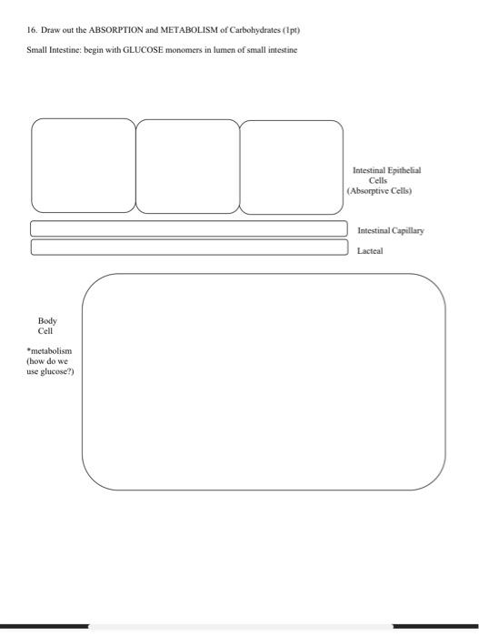 16. Draw out the ABSORPTION and METABOLISM of | Chegg.com