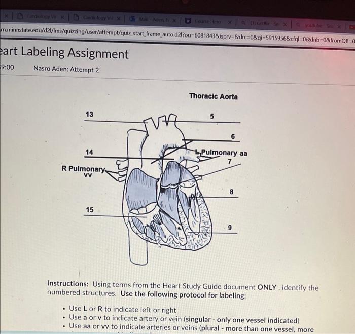 Solved Instructions: Using terms from the Heart Study Guide | Chegg.com