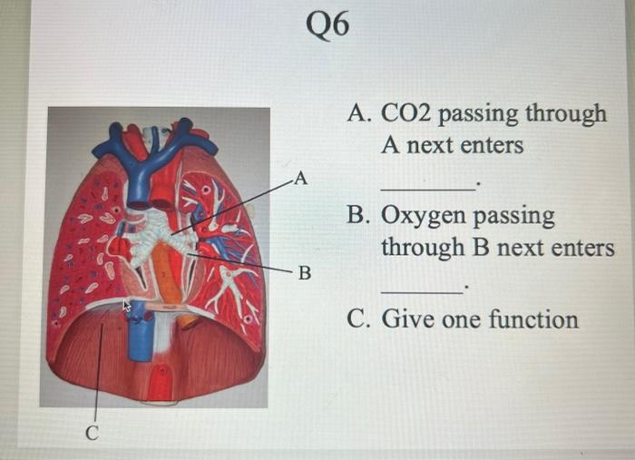 Solved Identify the blood vessels: A. B. C. D.A. CO2 passing | Chegg.com