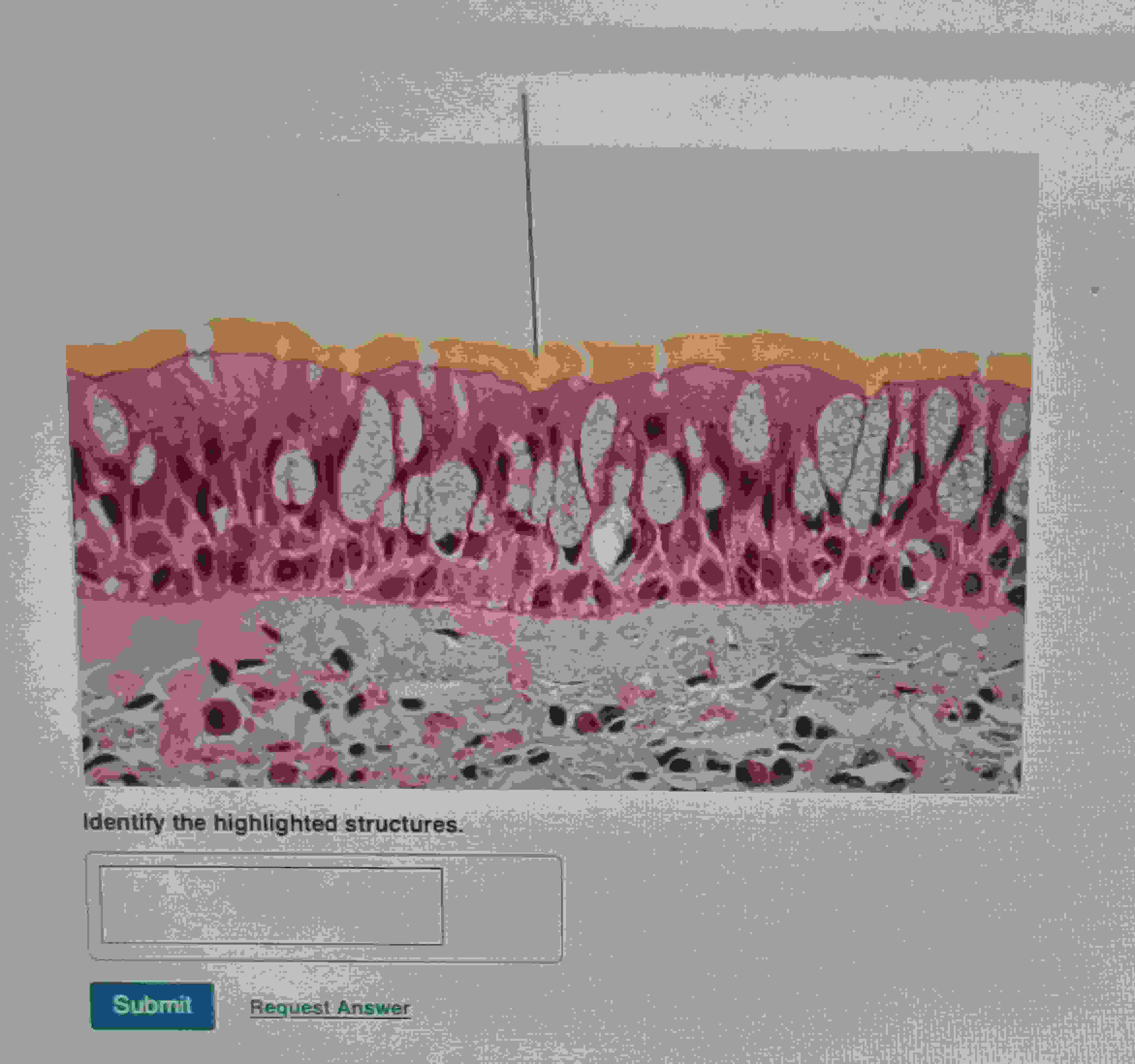 Solved Identify the highlighted structures.Reguest Answer | Chegg.com