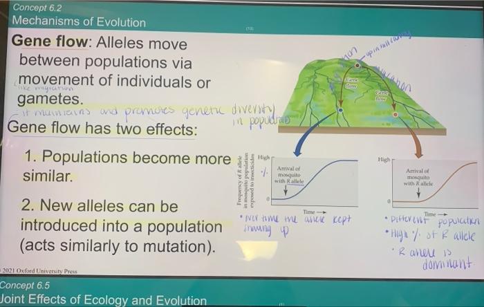 1. Populations become more similar. 2. New alleles | Chegg.com