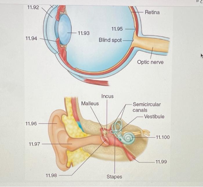 Solved Labeling Exercises Identify the numbered items on the | Chegg.com