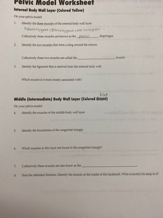Pelvic Model Worksheet Internal Body Wall Layer | Chegg.com