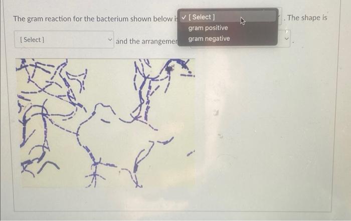 Solved The shape is The gram reaction for the bacterium | Chegg.com