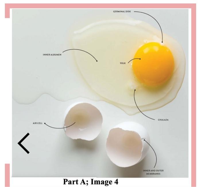 Solved Examine the intact egg on Part A; Image 3 (used | Chegg.com