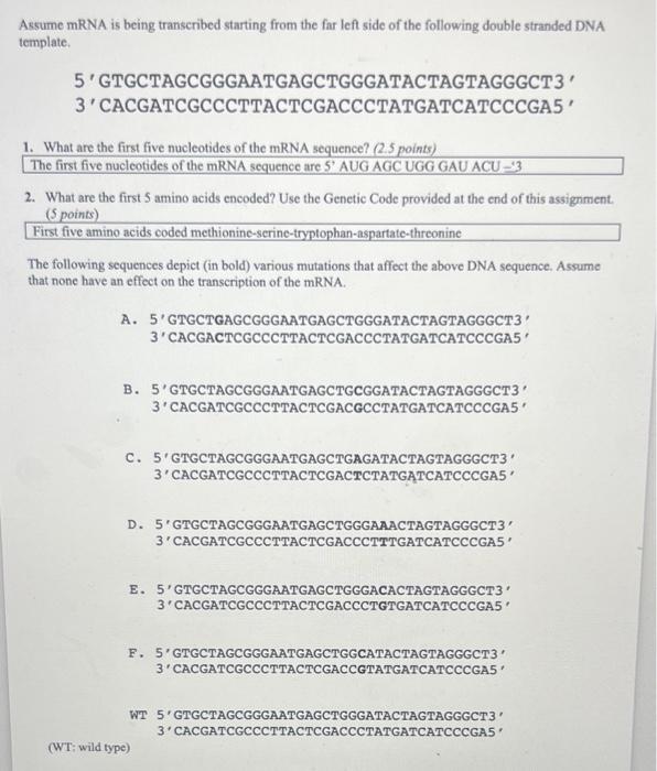 Solved Assume Mrna Is Being Transcribed Starting From The 