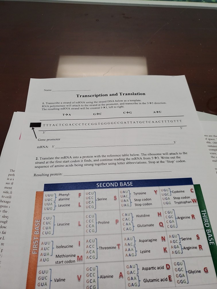 Solved 2. Translate the mRNA into a protein with the | Chegg.com