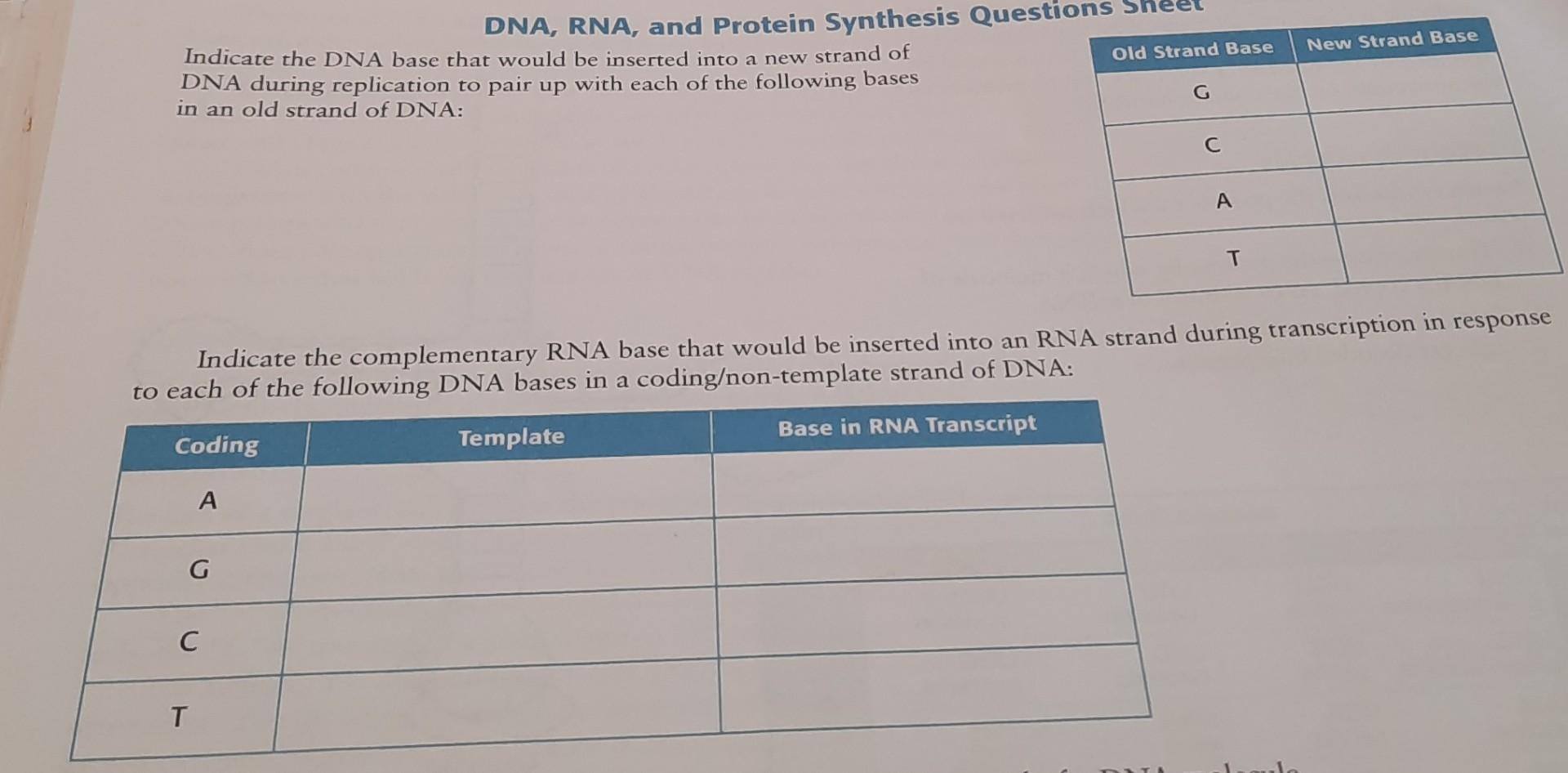 Solved old Strand Base New Strand Base DNA, RNA, and Protein | Chegg.com
