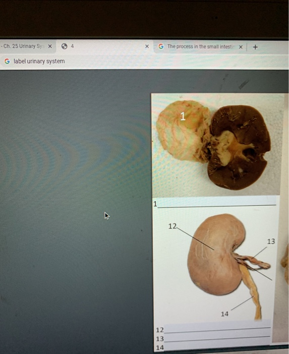 Solved - Ch. 25 Urinary Sy X 4 The process in the small | Chegg.com
