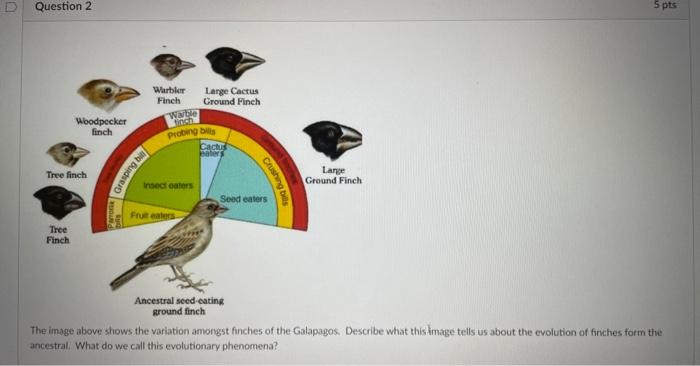 Solved The image above shows the variation amongst finches | Chegg.com