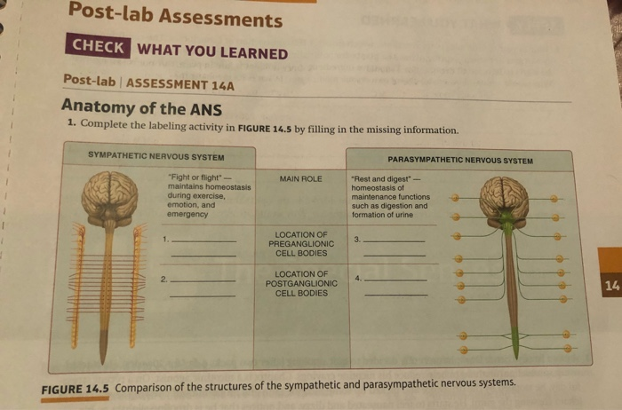 Solved Post-lab Assessments CHECK WHAT YOU LEARNED Post-lab | Chegg.com
