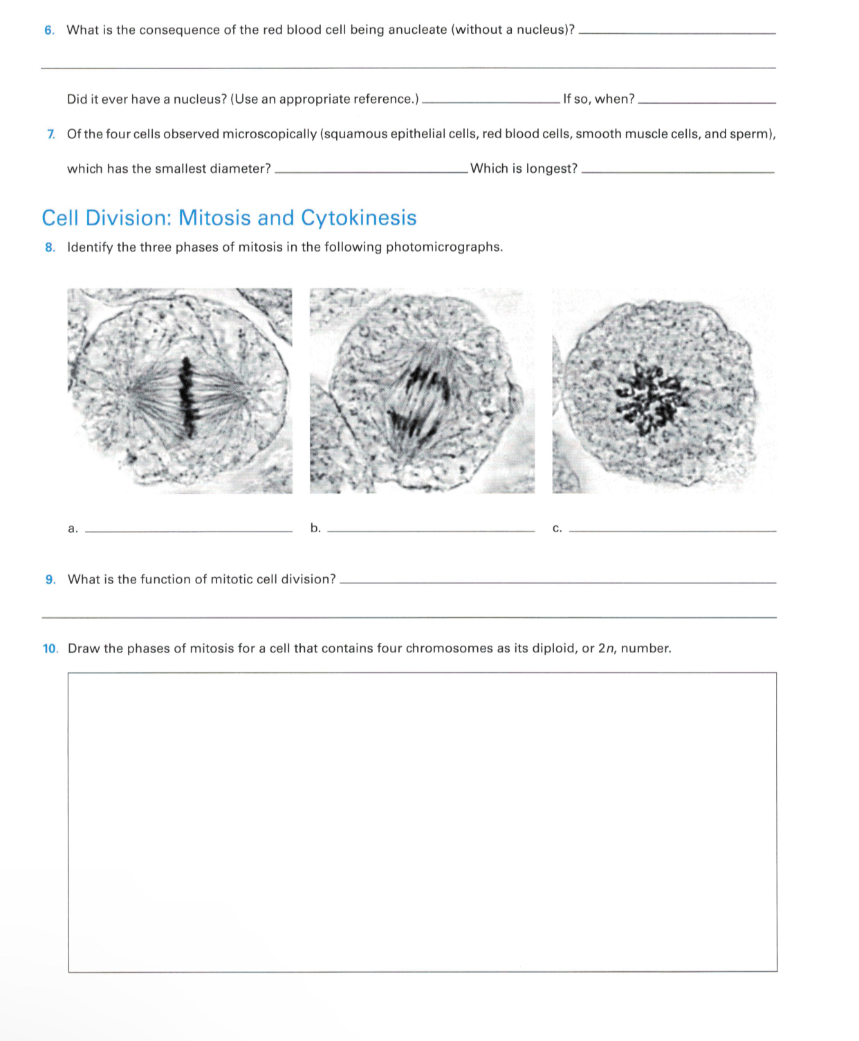 Solved What is the consequence of the red blood cell being | Chegg.com