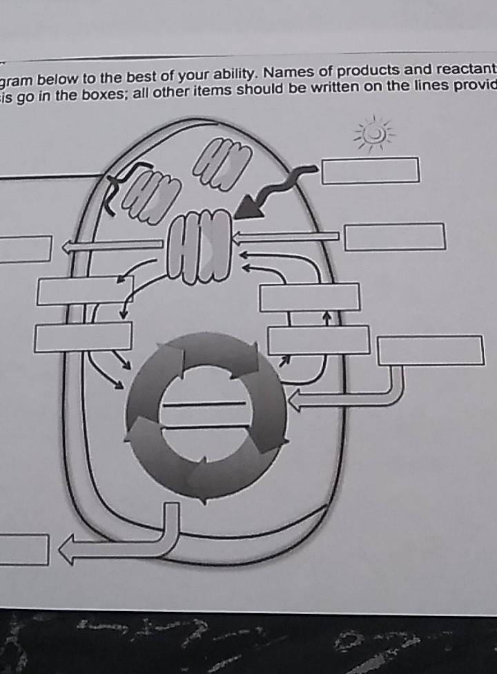Solved the diagram below to the best of your ability. Names | Chegg.com