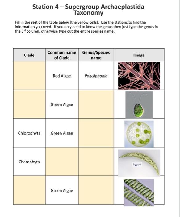 Solved Station 4-Supergroup Archaeplastida Taxonomy Fill in | Chegg.com