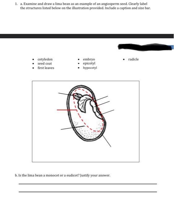 Solved 1. a. Examine and draw a lima bean as an example of | Chegg.com