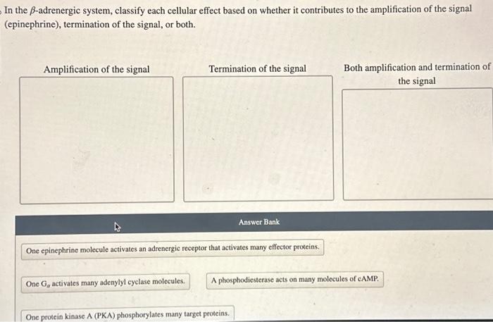 Solved In the β-adrenergic system, classify each cellular | Chegg.com