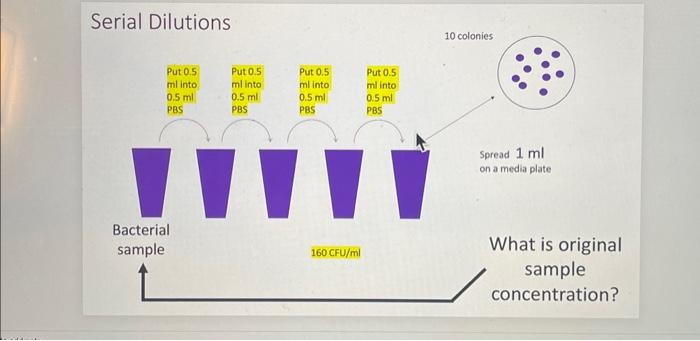 Solved Serial Dilutions Bacterial sample 160CFU/ml What is | Chegg.com