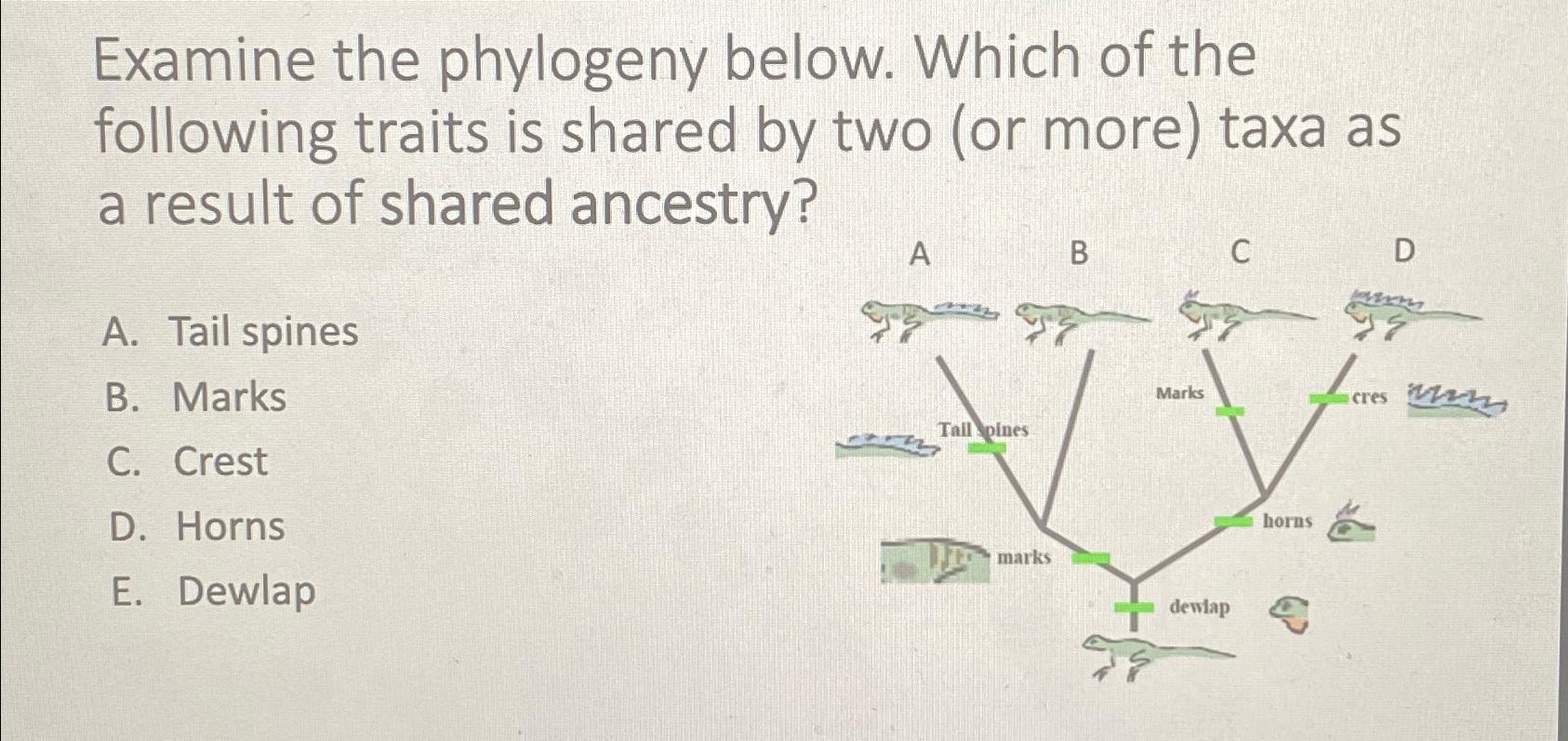 Solved Examine the phylogeny below. Which of the following | Chegg.com