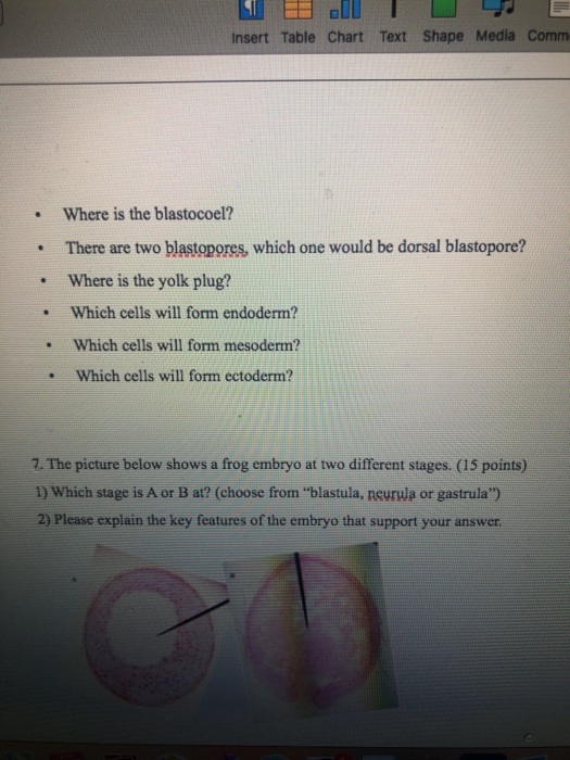 Solved 6. The figure below shows a picture of an early yolk | Chegg.com