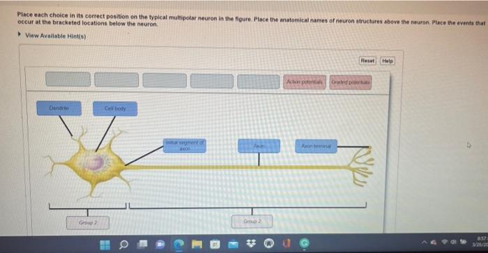 Solved Place each choice in its correct position on the | Chegg.com