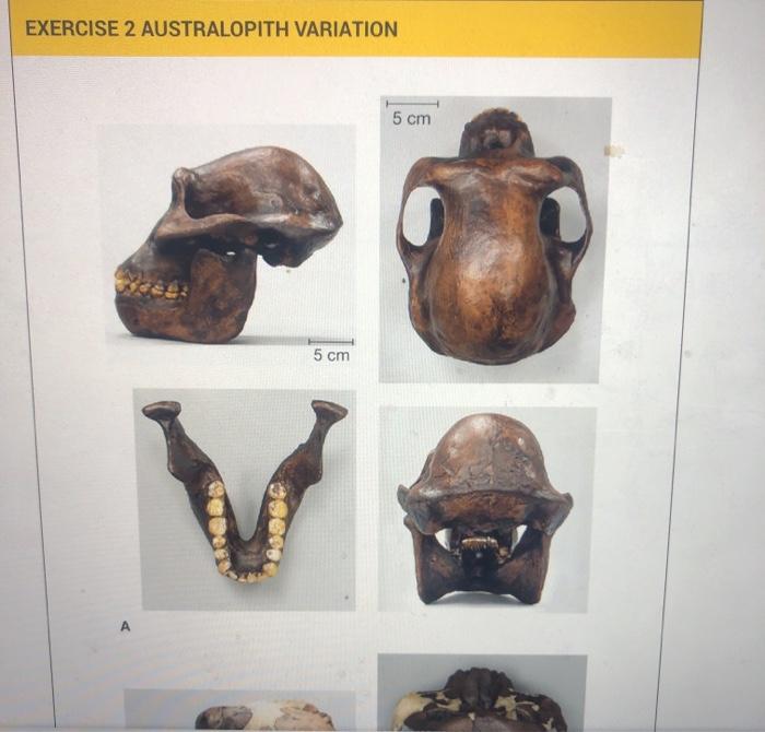EXERCISE 2 AUSTRALOPITH VARIATION Work in a small | Chegg.com