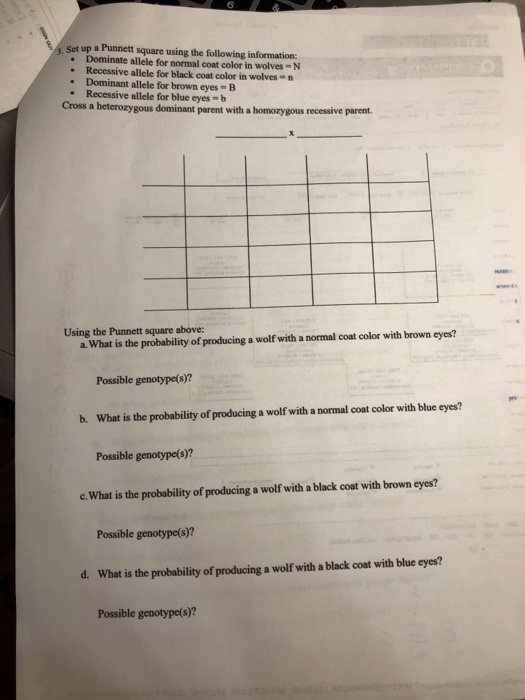 Solved 6 Set up a Punnett square using the following | Chegg.com