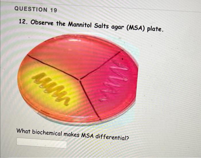 Solved QUESTION 17 12. Observe the Mannitol Salts agar (MSA) | Chegg.com