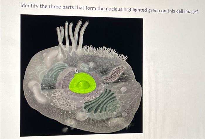 Solved Identify the three parts that form the nucleus | Chegg.com