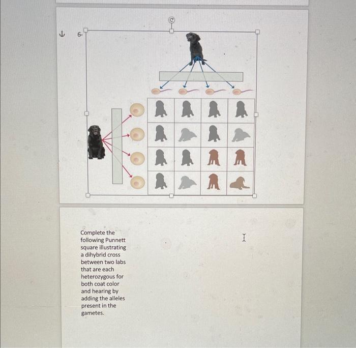 [Solved]: Complete the following Punnett square illustratin