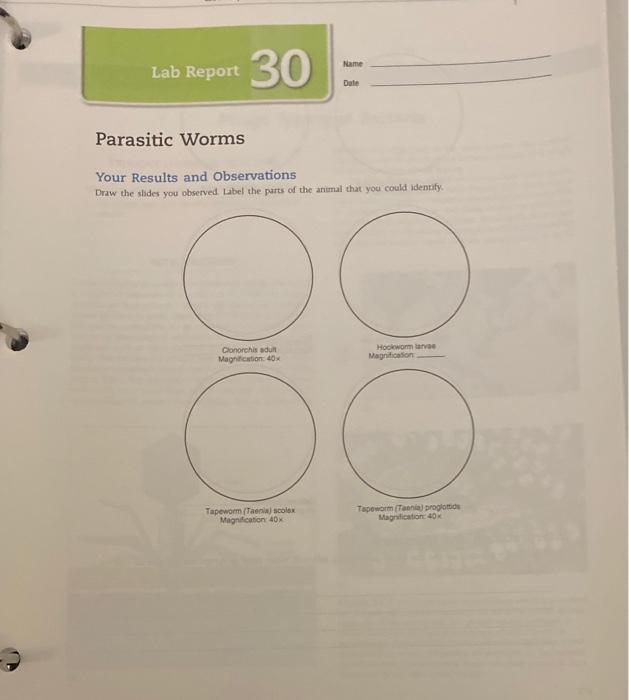 Solved Name Lab Report 30 Parasitic Worms Your Results and | Chegg.com