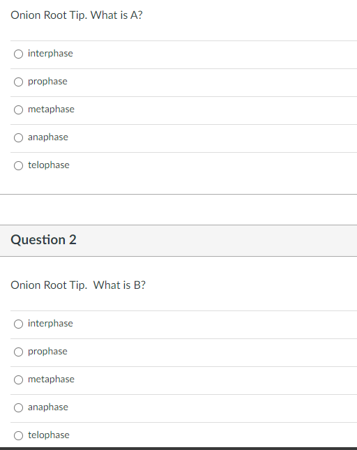 Solved Onion Root Tip. What is | Chegg.com