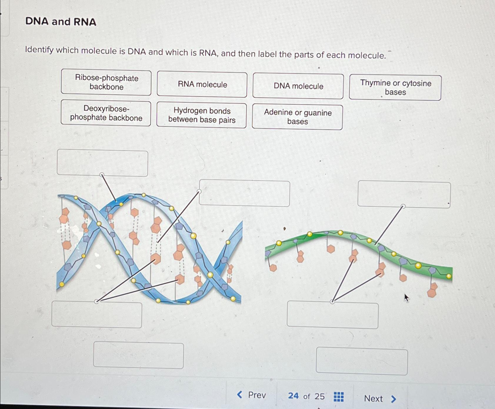 Solved DNA and RNAIdentify which molecule is DNA and which | Chegg.com