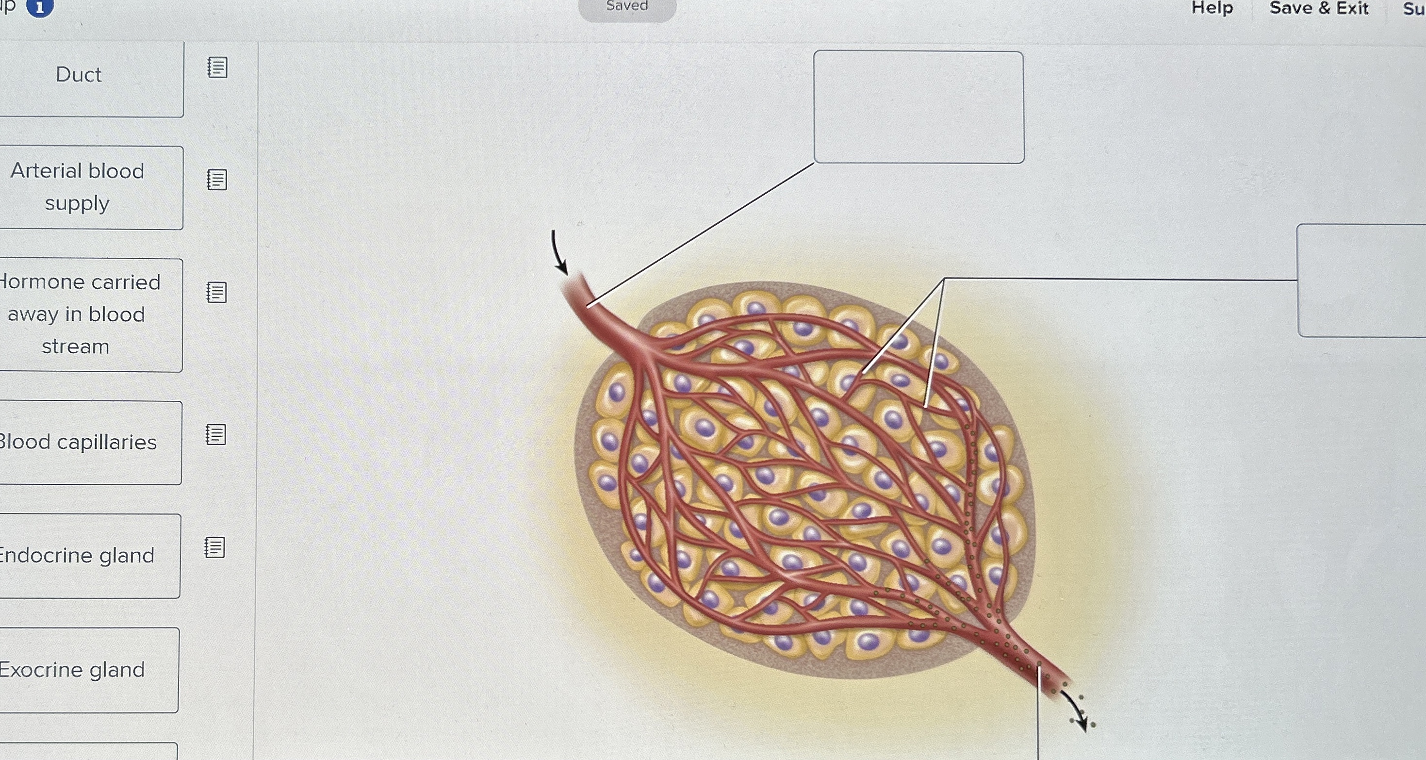 Solved What kind of gland is this?Identify its | Chegg.com