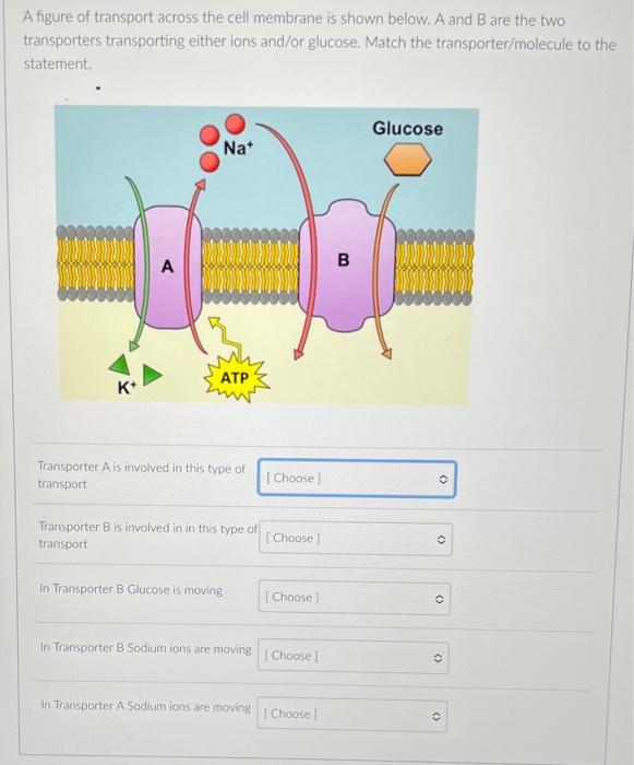 Solved A figure of transport across the cell membrane is | Chegg.com