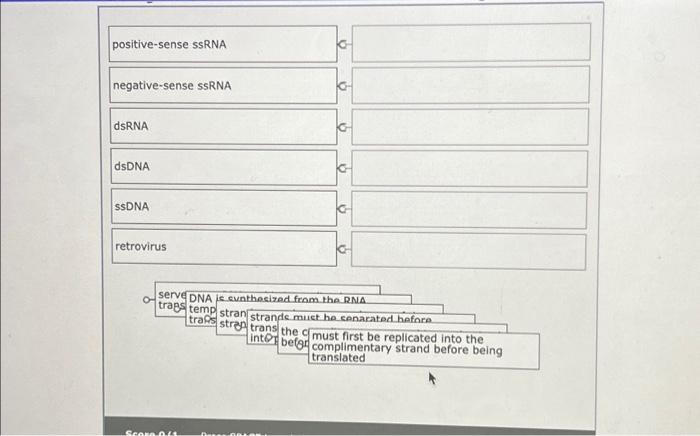 positive-sense ssRNA negative-sense ssRNA dsRNA dsDNA | Chegg.com