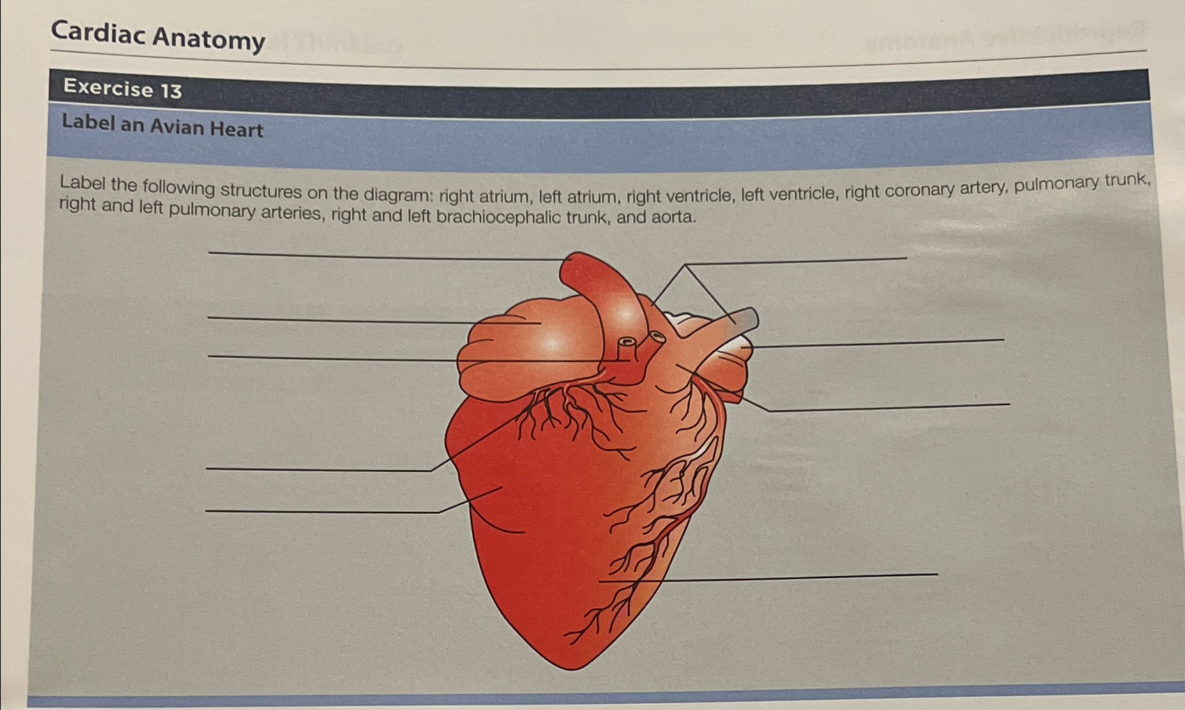 Solved Cardiac AnatomyExercise 13Label an Avian HeartLabel | Chegg.com