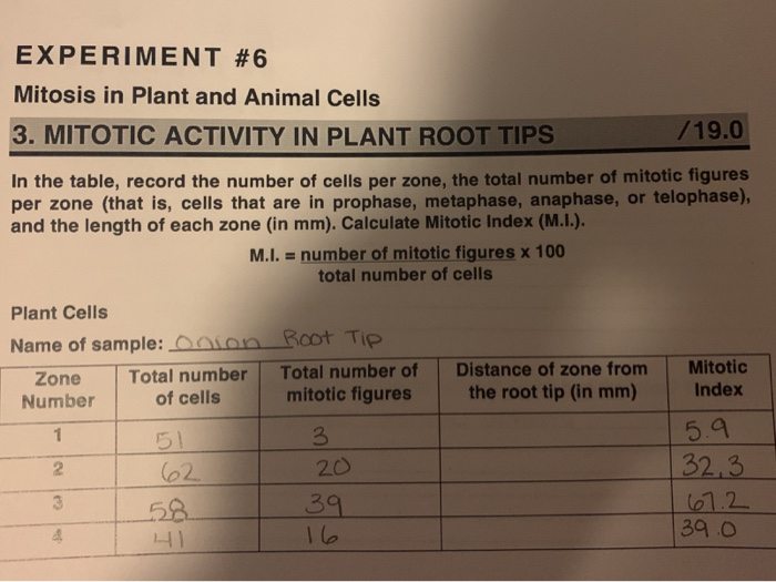 Solved EXPERIMENT #6 Mitosis in Plant and Animal Cells /19.0 | Chegg.com