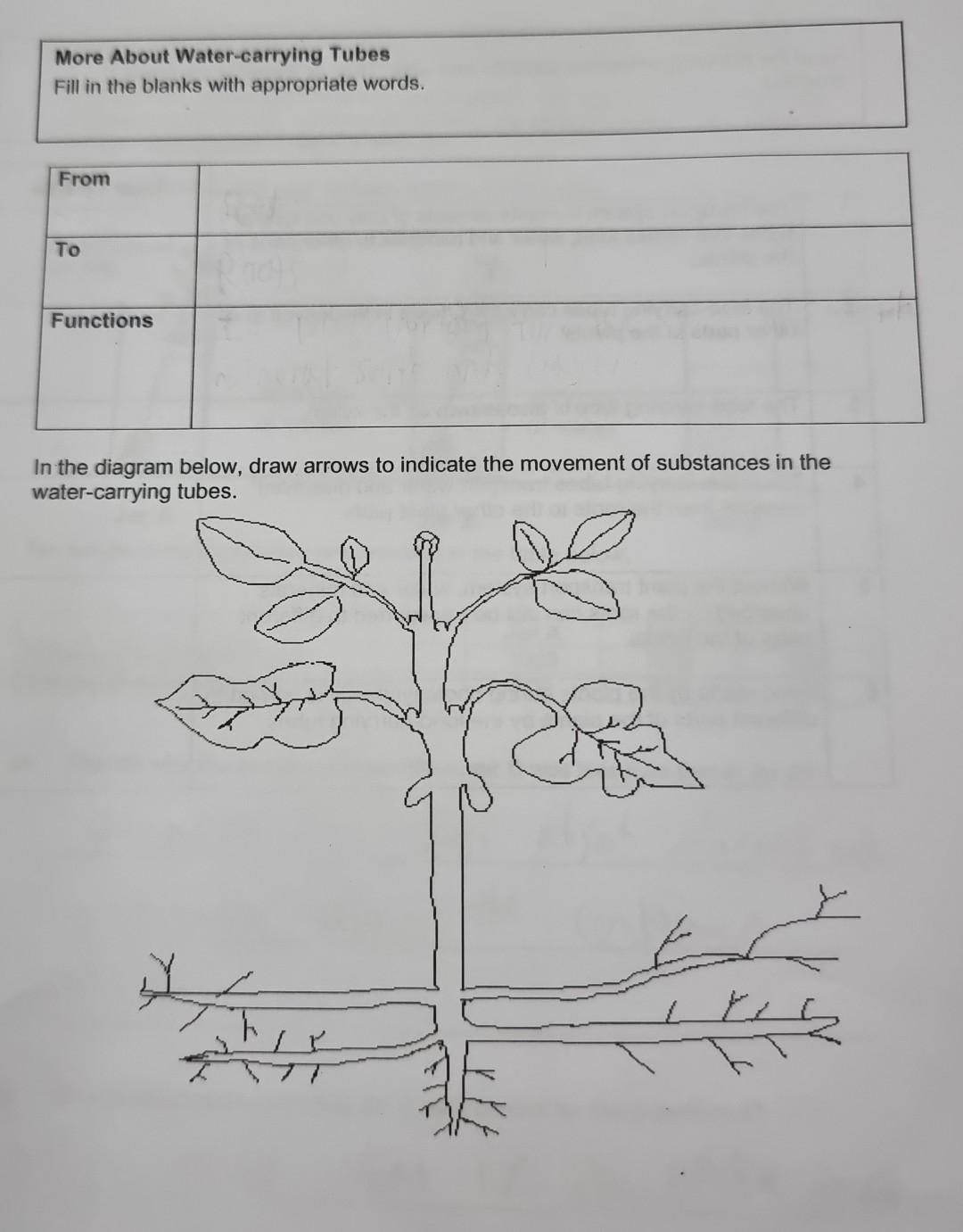 Solved More About Water-carrying Tubes Fill in the blanks | Chegg.com