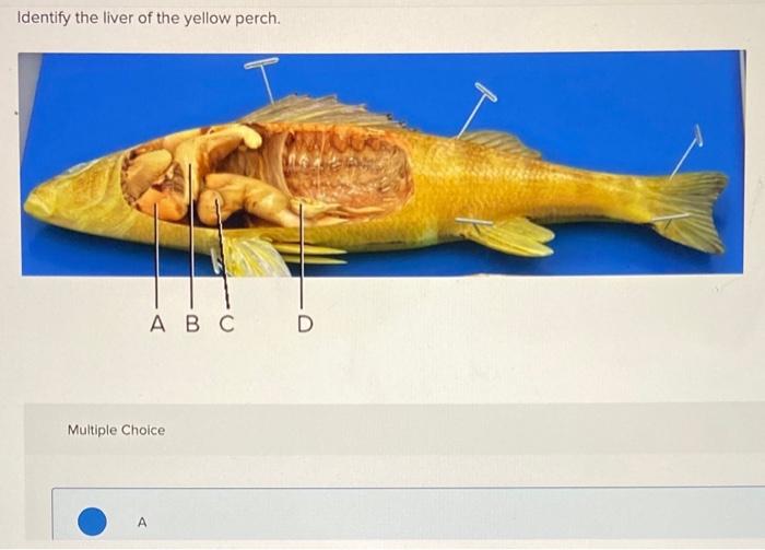 Solved Identify the liver of the yellow perch. A B C D | Chegg.com