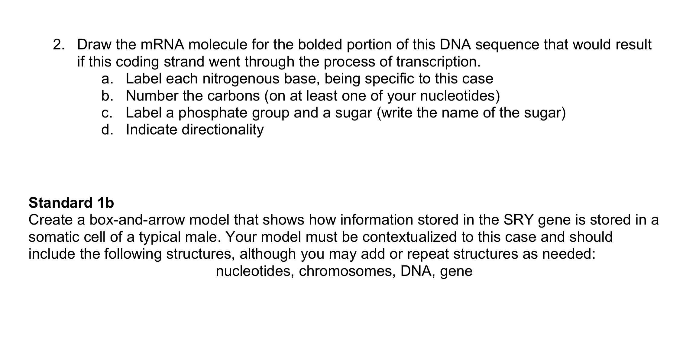 Draw the mRNA molecule for the bolded portion of this | Chegg.com