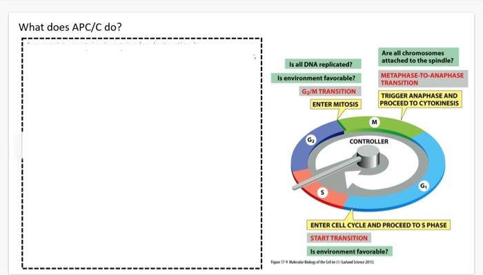 Solved What does APC/C do? Is all DNA replicated? Is | Chegg.com