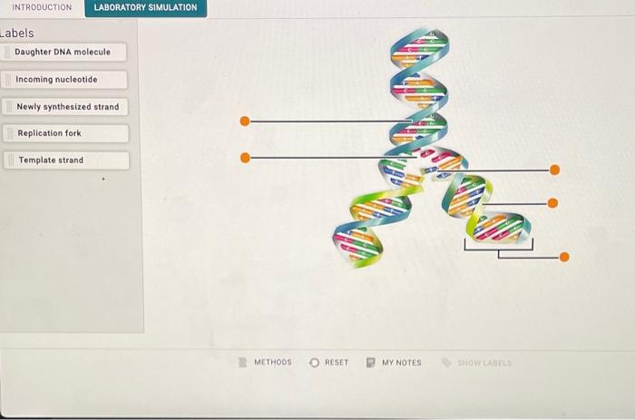 Solved INTRODUCTION LABORATORY SIMULATION Labels Daughter | Chegg.com