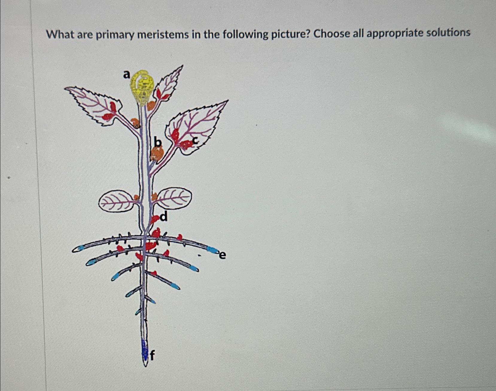 Solved What are primary meristems in the following picture? | Chegg.com