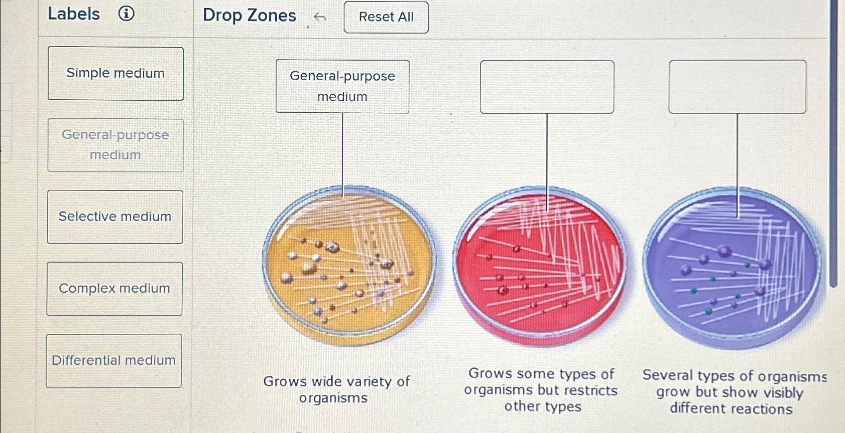 Solved Labels(i)Drop ZonesSimple mediumSelective | Chegg.com