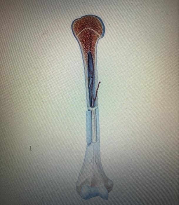 Solved For the picture on the following page, be able to | Chegg.com
