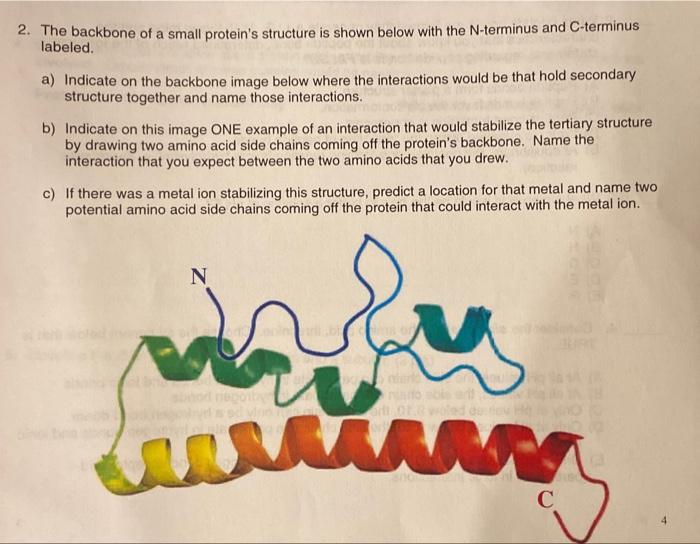 Solved 2. The backbone of a small protein's structure is | Chegg.com