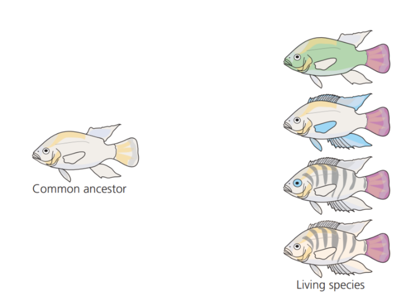 Create a cladogram showing the evolutionary | Chegg.com