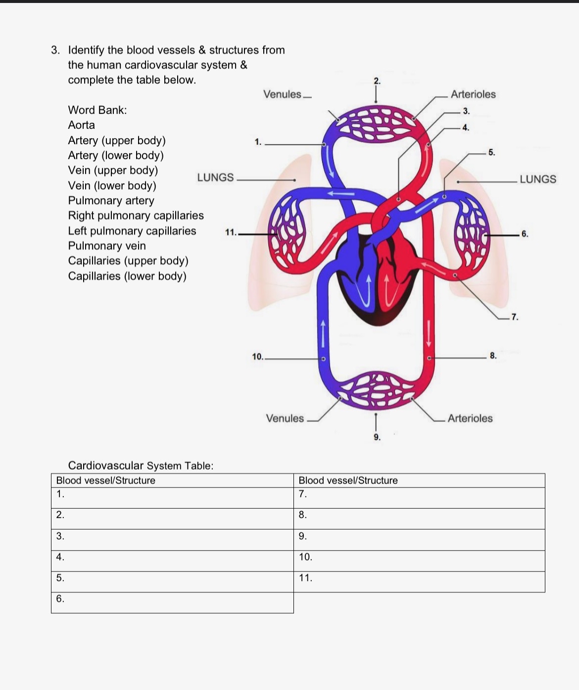 Solved Identify the blood vessels & structures from the | Chegg.com