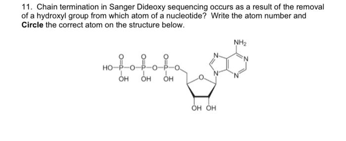 Solved 11. Chain termination in Sanger Dideoxy sequencing | Chegg.com